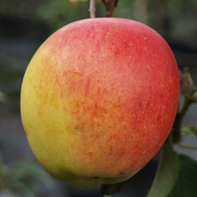 APFELBAUM REBELLA MEHRFACH resistenter Herbstapfel Zwergbaum Buschbaum ...