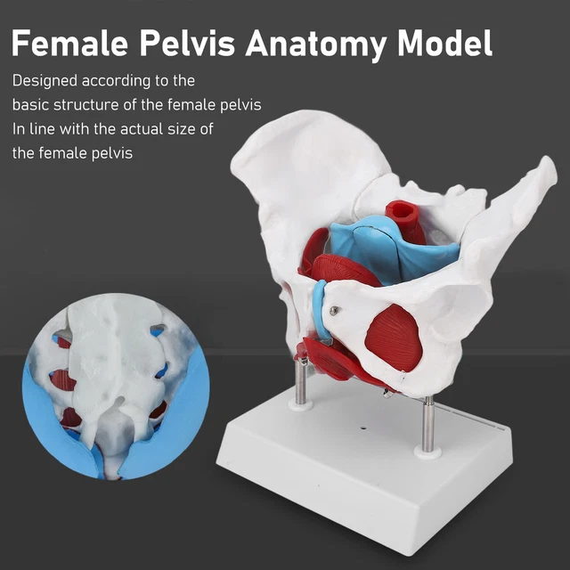 PELVIC FLOOR ANATOMY Model Removable Colored Female Pelvis Model For ...