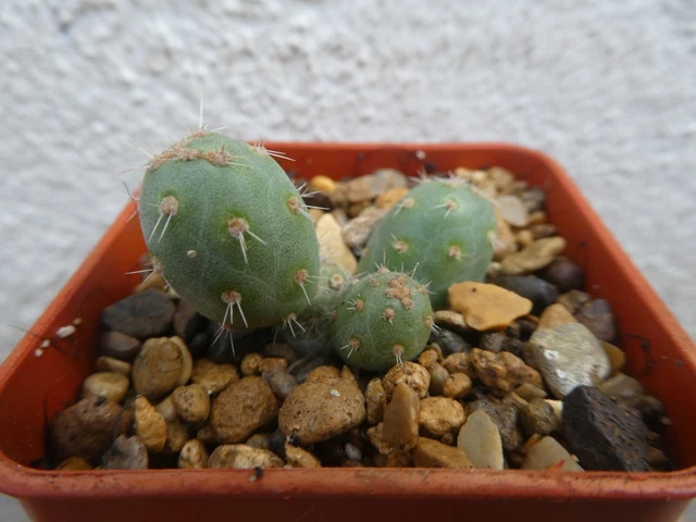 TEPHROCACTUS MINUTUS, SHOWN in 5cm pot, lovely, healthy, cactus £4.90 ...