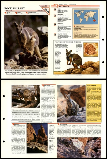 ROCK-WALLABY #76 MAMMALS Wildlife Fact File Fold-Out Card £1.99 ...