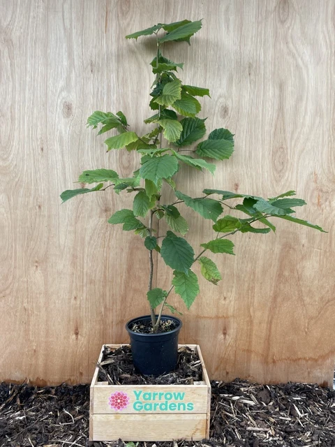 HAZEL NUT TREE / Bush 🌰🐿️ Corylus avellana - Approx 80/100cm / 2L Pot ...