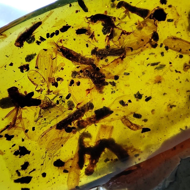 FOSSIL AMBER INSECT Burmese burmite Cretaceous Many termites insect ...