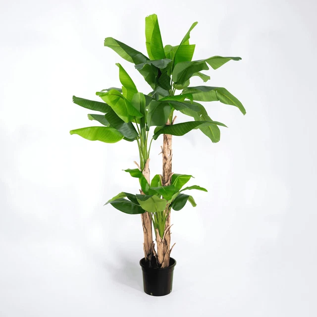 BLOOMING ARTIFICIAL - Giant Faux XL Musa Basjoo Banana Tree - Indoor ...