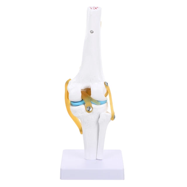 KNEE MODEL LIGAMENTS Knee Joint Model Knee Anatomical Model Joint ...