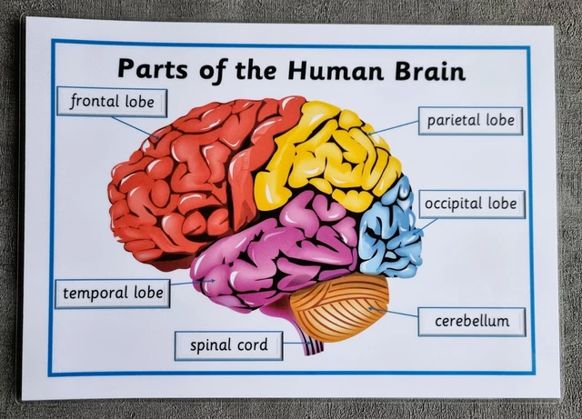 PARTS OF THE Human Brain A4 poster £2.00 - PicClick UK