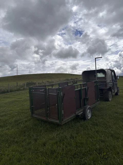 4 STAND SHEARING trailer with drafting race and gate for quad £3,066.70 ...