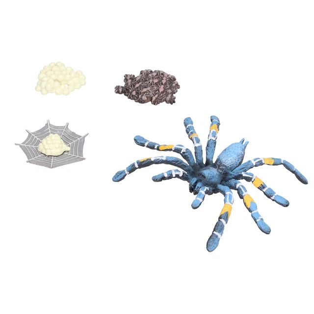 SPIDER GROWTH CYCLE Spider Life Cycle Stages Figures Growth Cycle Model ...