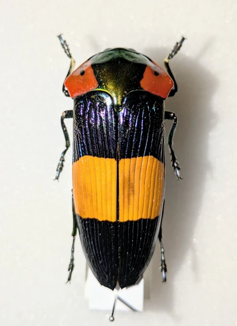 CALODEMA RIBBEI, 41MM Purple Form Specimen, very scarce jewel beetle ...