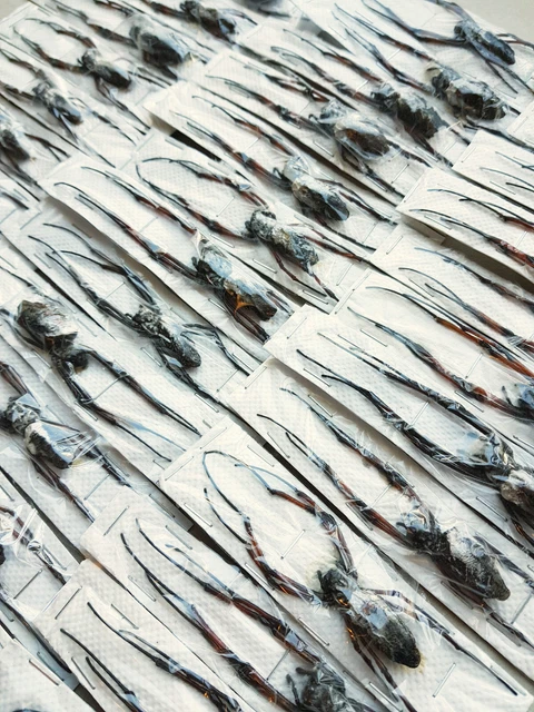 X5 ARAIGNÉE NÉPHILE Trichonephila inaurata en papillote - (insecte ...