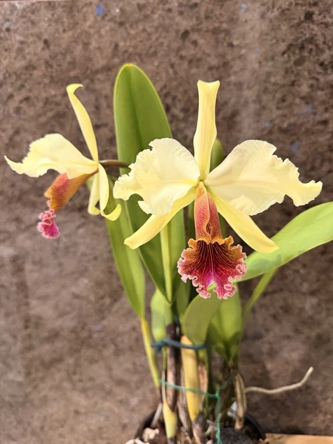 CATTLEYA PRIMARY HYBRID - C. Triumphans (rex ‘17’ × dowiana ‘aurea ...