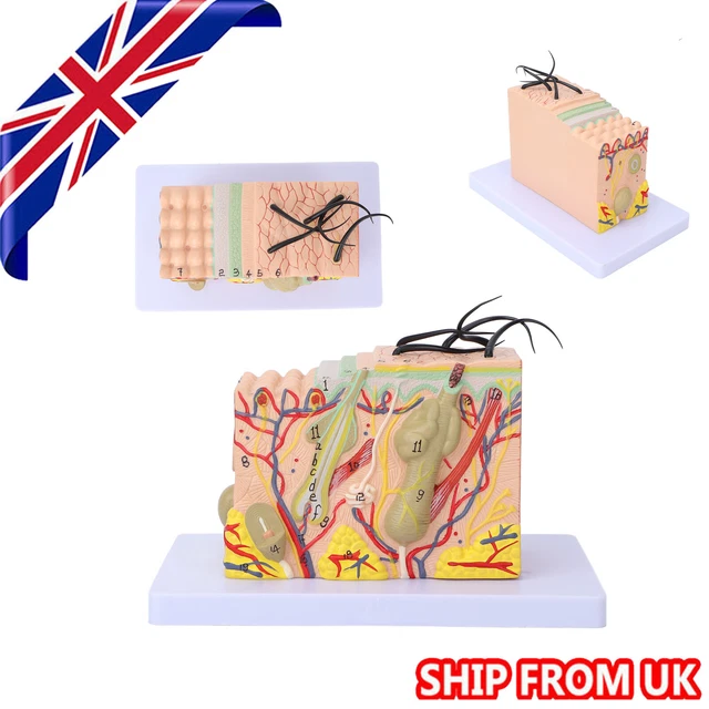 HUMAN SKIN MODEL Block Enlarged Plastic Anatomical Anatomy Teaching ...