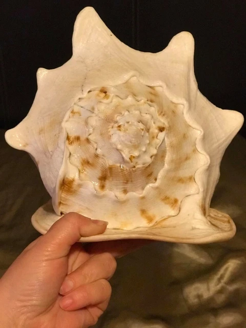 VINTAGE VERY LARGE Giant Horned Helmet Conch Sea Shell Tiger Strips £75 ...