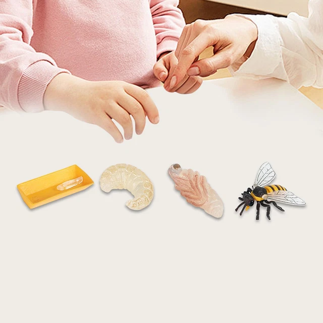 LIFE CYCLE OF Bee Toys Realistic Teaching Props Cognitive Preschool ...