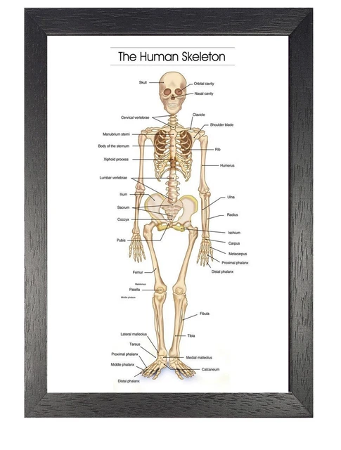 THE HUMAN SKELETON Photo Picture Anatomy Skeletal System Human Poster ...