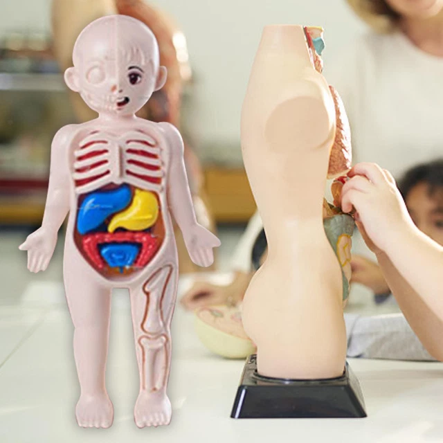 HUMAN BODY TOY Body Parts Organs for Teaching Aid Kids child £9.66 ...