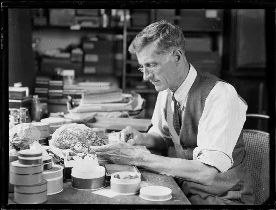 MR T IREDALE identifying Australian land shells Australian Museum ...