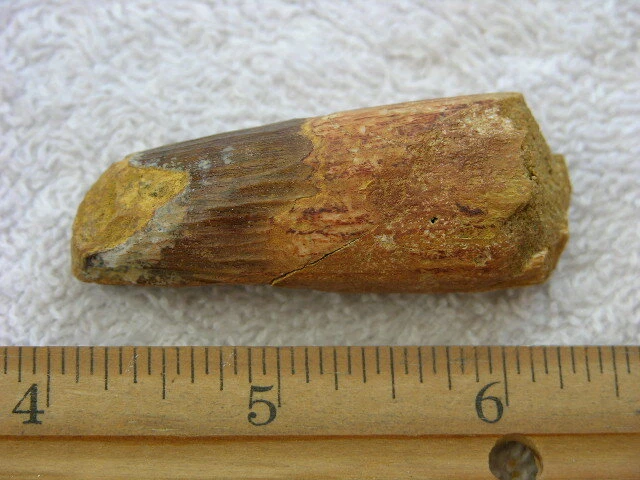 DINOSAUR FOSSIL TOOTH Spinosaurus Cretaceous Era bigger 2 inch long ...