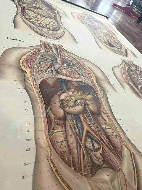 WALL CHART OF Human Anatomy By Hardcover 14 81 PicClick wall-chart-of-human-anatomy-by-hardcover-14-81-picclick