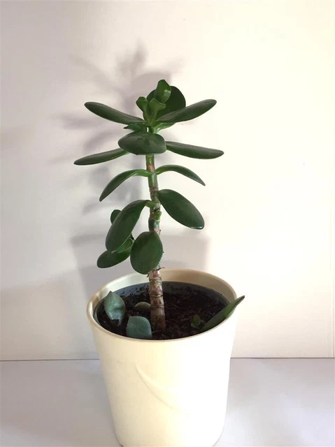 JADEBAUM CRASSULA OVATA Geldbaum Bonsai Dickblatt Talerbaum EUR 10,90 ...