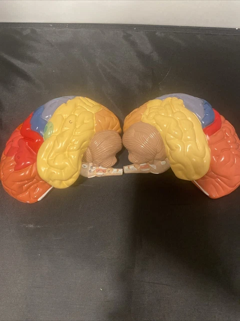 MEDICAL ANATOMICAL HUMAN Brain Model Anatomy Cerebral Cortex Brain ...
