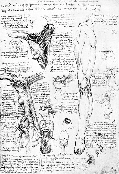 LEONARDO DA VINCI Respiratory System and Muscles of the Lower Extremity ...