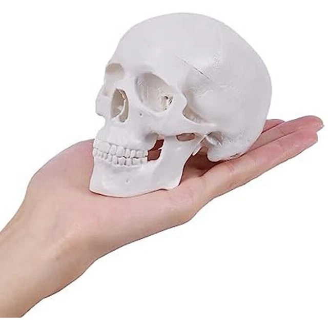 HUMAN SKULL MODEL, 3 Parts Anatomical Skull Model with Removable Skull ...