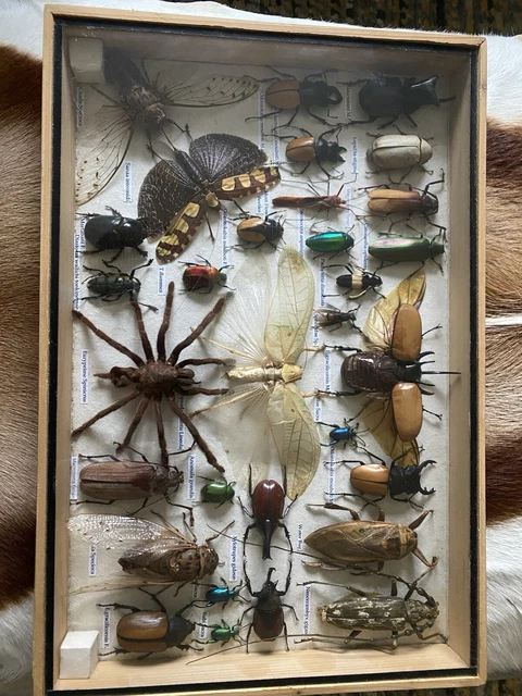 LARGE SET OF 30 plus Insects Taxidermy Frame Display Taxidermy Wooden ...