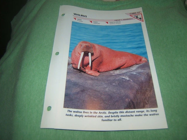WALRUS WILDLIFE FACT File Card #37 Group 1 Mammals $5.99 - PicClick