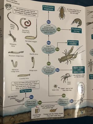 THE FRESHWATER NAME Trail Laminated Identification Chart Field Guide ...