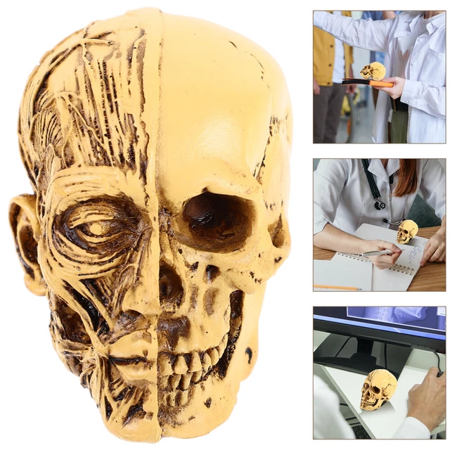 MEDICAL PROP MODEL Human Body Anatomy Teaching Skull Learning and ...