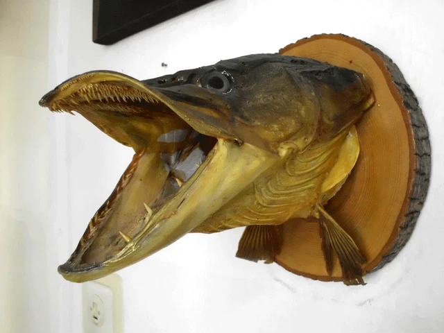 CATFISHHEAD PREPARATION PREDATORY fish open gills trophy sign ...