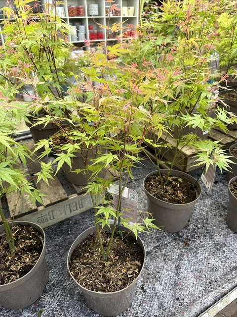 ACER PALMATUM 'PHOENIX' | Japanese Maple Deciduous Garden Plant Tree In ...