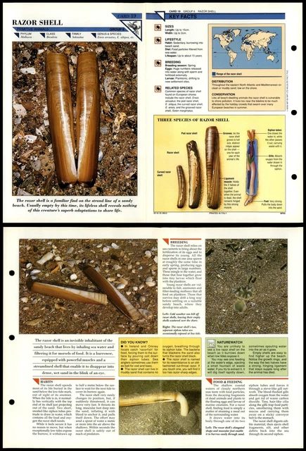 RAZOR SHELL #19 Primitive Wildlife Fact File Fold-Out Card $2.65 - PicClick