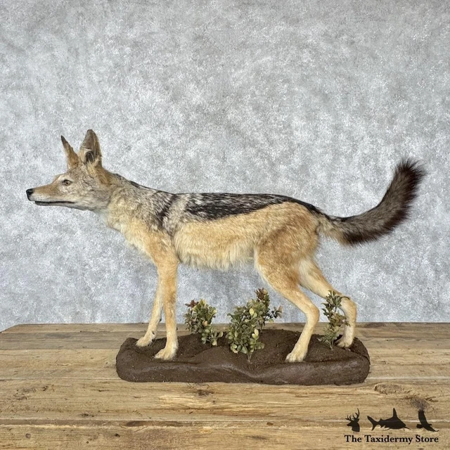 #30284 E | Black-backed Jackal Life-Size Taxidermy Mount For Sale ...