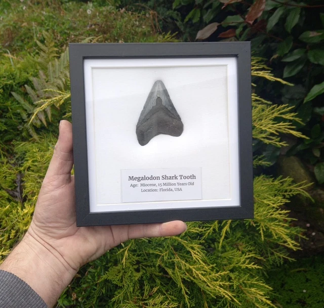 MEGALODON TOOTH FOSSIL Shark Dinosaur Shadow Box Display Frame Case £84 ...