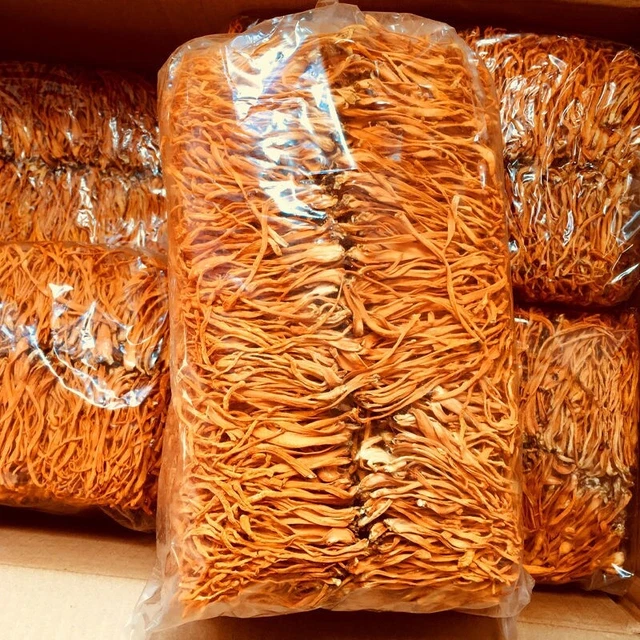 CORDYCEPS MILITARIS HONGO súper hongo orgánico premium Cordyceps 500 g ...