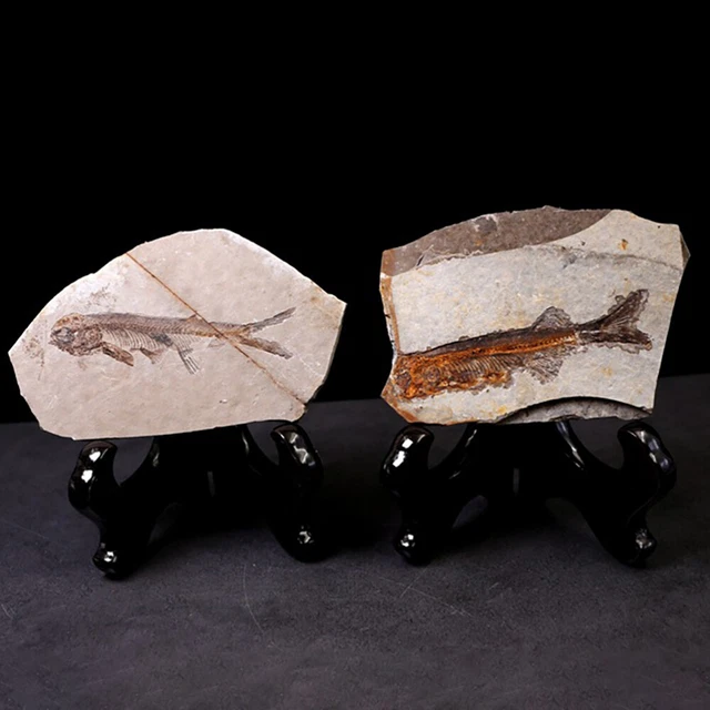 FOSSIL SPECIMEN FOSSILIZED Fish Paleontological Sample Model Ocean Toys ...