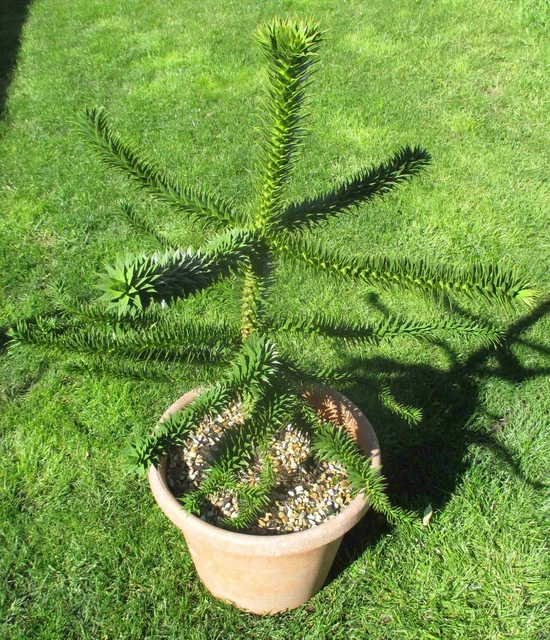 HARDY MONKEY PUZZLE Tree Plant (Araucaria Araucana) 84cm High - 75cm ...