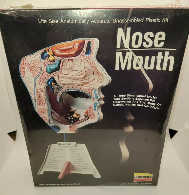 LINDBERG HUMAN NOSE and Mouth Anatomy 3D Model Kit Vintage New Old ...