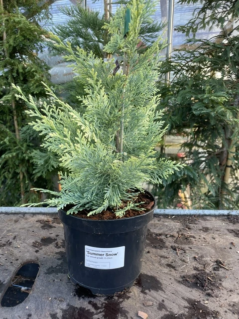 LAWSON CYPRESS 'SUMMER Snow' Conifer Tree | Chamaecyparis 3ltr pot 🇬🇧 ...