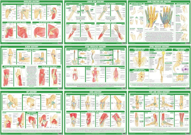 JOINT ANATOMY POSTERS | Human Anatomy Charts | Educational Biology ...