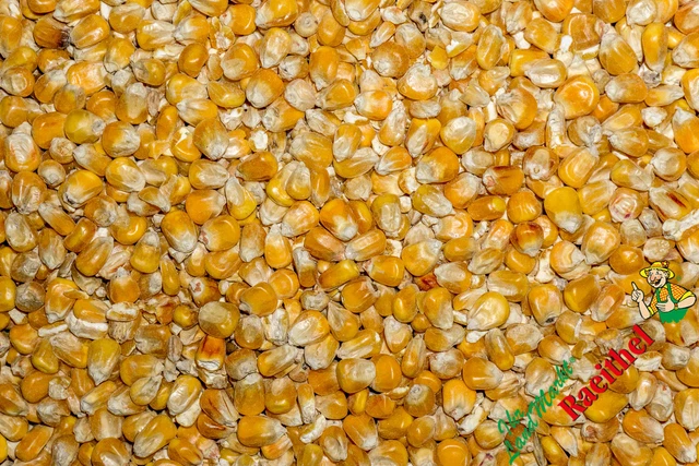 (3,46€/KG) FUTTERMAIS 2,5 kg Körnermais gelber Mais Karpfen Angeln ...