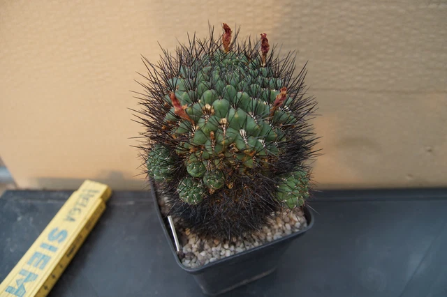 SULCOREBUTIA POLYMORPHA GROSS. kakteen sukkulenten kaktus EUR 30,00 ...