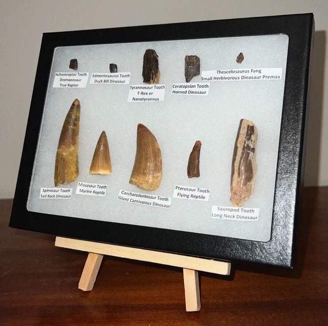 FOSSIL DINOSAUR AND Reptile Tooth Collection Lot TREX RAPTOR ...
