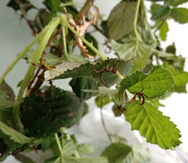 RARE 8 NYMPHS Female ONLY Giant Prickly Stick Insect Macleays Spectre ...