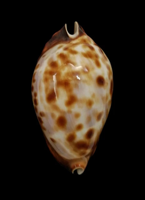 CONCHIGLIA SHELL CYPRAEA ZOILA FRIENDII f. SCOTTI W.Australia 56,9 mm ...