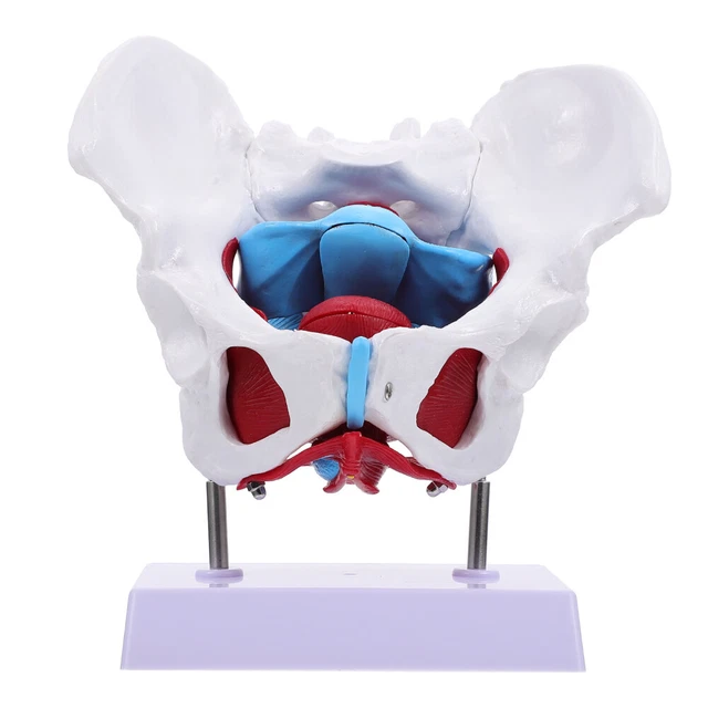PELVIS MODEL FOR Learning Organ Anatomical Pelvic Uterus Animal £61.55 ...