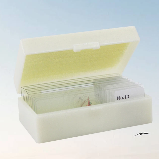10 PCS/SET SAMPLE Specimens Microscope Specimens Slides Glass Specimen ...