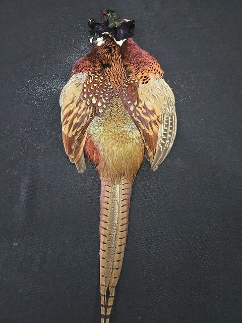 ROOSTER RINGNECK PHEASANT SKIN 2 Wings Tail FLY TYING Materials CRAFT ...
