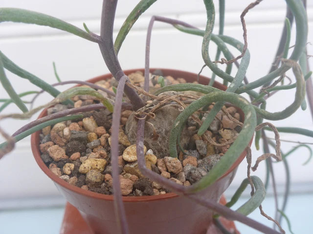 OTHONNA RECHINGERI - Bo-Visrivier, Tanqua Karoo, South African ...